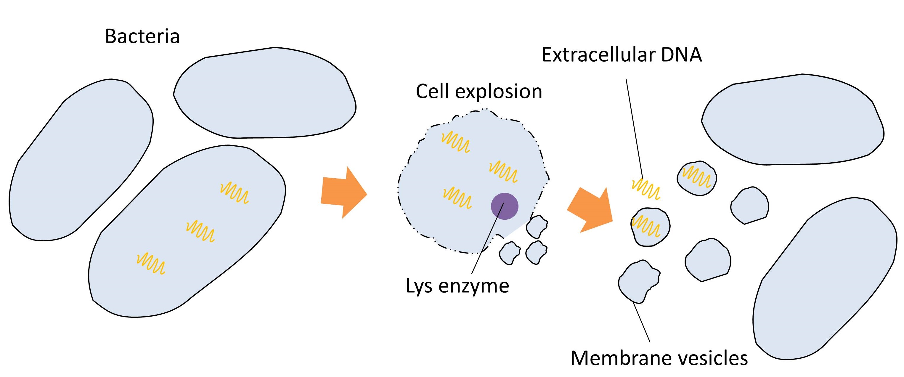 Newly Identified Cell Explosions Involved in Bacterial Secretion and ...